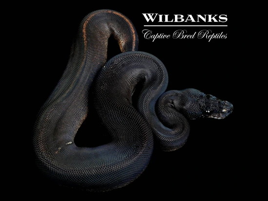 Obsidian Mystic Ball Python by Wilbanks Captive Bred Reptiles