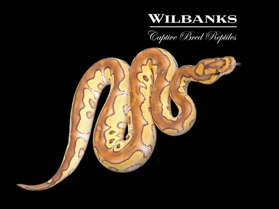 Butter Clown Ball Python by Wilbanks Captive Bred Reptiles
