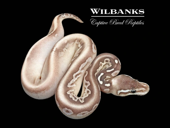 Black Sugar Pewter Butter Yellow Belly Ball Python by Wilbanks Captive ...