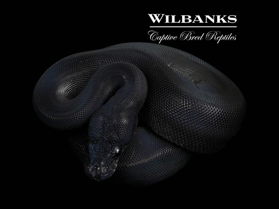 Obsidian Ball Python by Wilbanks Captive Bred Reptiles
