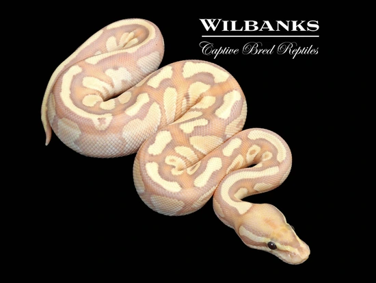 Banana Nuclear Ball Python by Wilbanks Captive Bred Reptiles