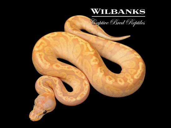 Banana Sunset Ball Python by Wilbanks Captive Bred Reptiles