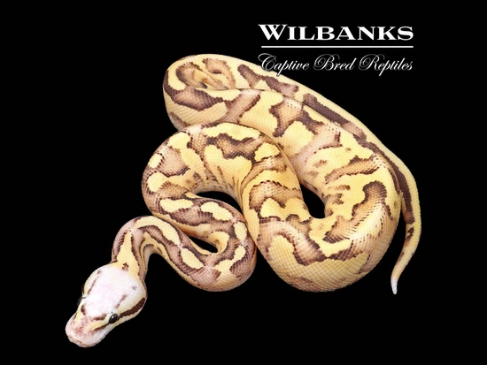 SuperFly Ball Python by Wilbanks Captive Bred Reptiles