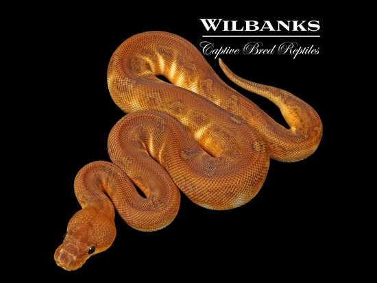 Sunset Clown Ball Python by Wilbanks Captive Bred Reptiles