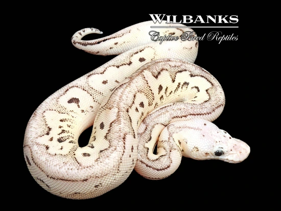 Pewter Fire Yellow Belly Clown Ball Python by Wilbanks Captive Bred ...