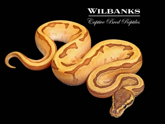 Sugar Enchi Mojave Pinstripe Ball Python by Wilbanks Captive Bred Reptiles
