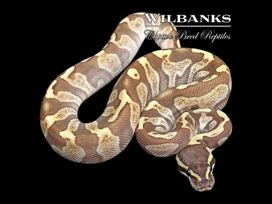 Mojave Enchi GHI Ball Python by Wilbanks Captive Bred Reptiles