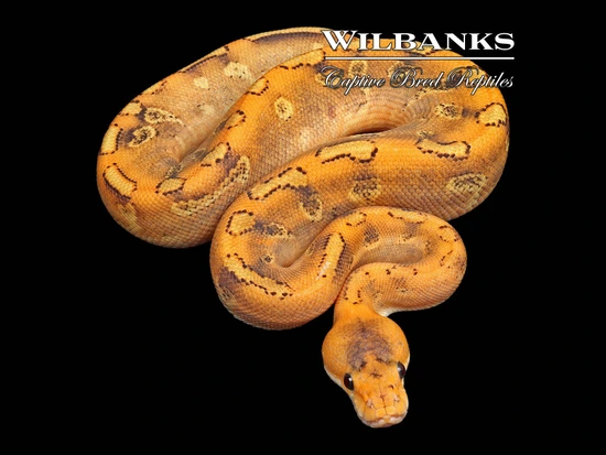 Champagne Yellow Belly 100% Orange Crush Ball Python by Wilbanks ...
