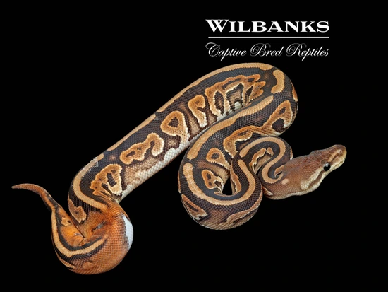 Cinnamon 100% DH Lavender Pied Ball Python by Wilbanks Captive Bred ...