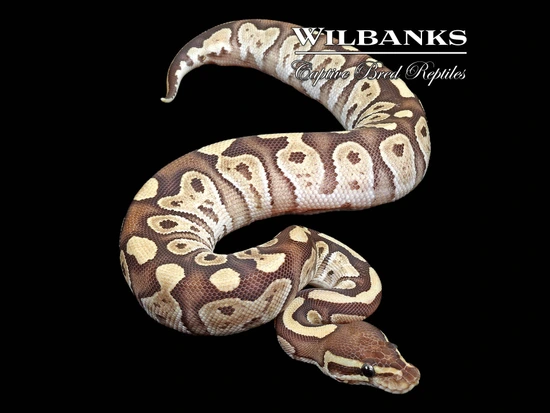 Mojave Fire Ball Python by Wilbanks Captive Bred Reptiles