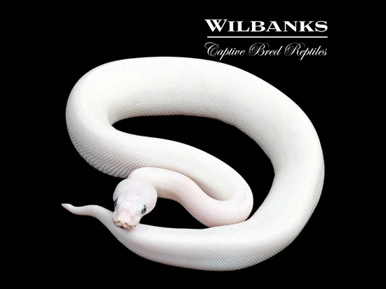 Blue Eyed Leucistic (Mojave Butter) Ball Python by Wilbanks Captive ...