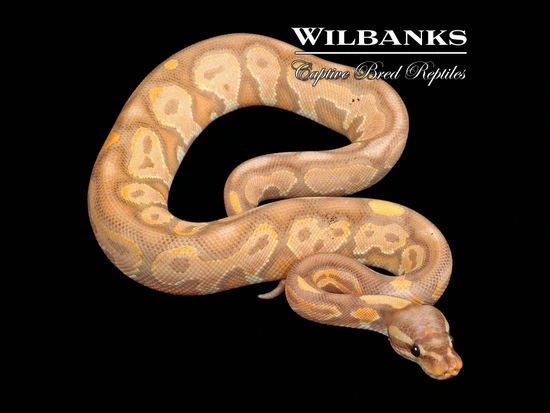 Banana Black Pastel Blackhead Enchi Yellow Belly Ball Python by ...