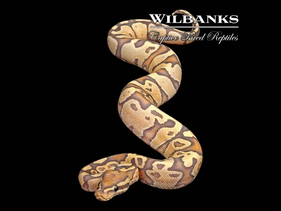 Fire Hypo Yellow Belly Ball Python by Wilbanks Captive Bred Reptiles