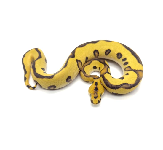 Enchi Leopard Redstripe DG Clown Het G-Stripe Ball Python by Mile High ...