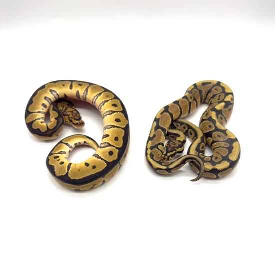 DG Clown Project Group Ball Python by Mile High Mutations
