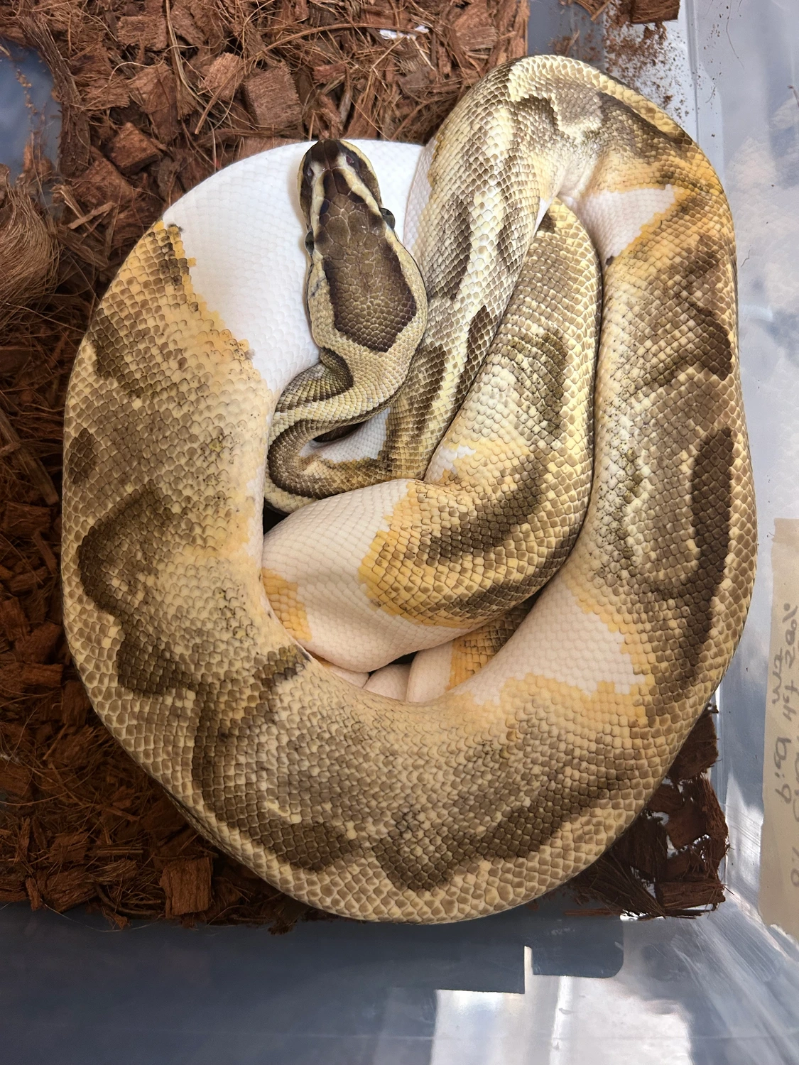 Uncommon Reptiles's Collection - MorphMarket