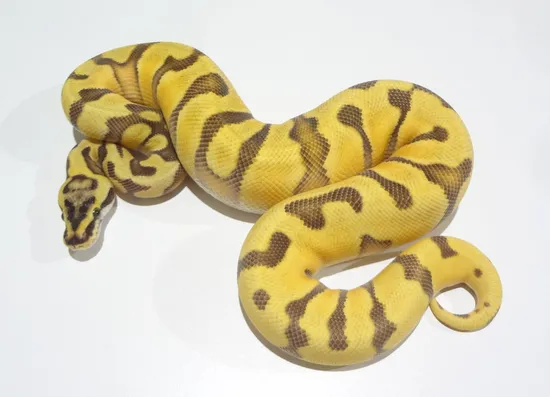 Super Enchi Orange Dream Fire Ball Python by Millcreek Constrictors