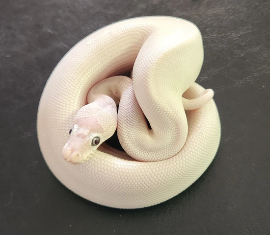 Scaleless Head BEL Ball Python by Millennium Morphs