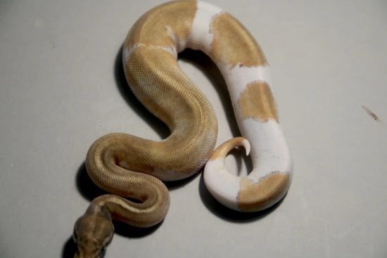 Leopard Piebald Mojave Orange Dream Poss 50% Het Desert Ghost Ball Python by Chelsea Herps