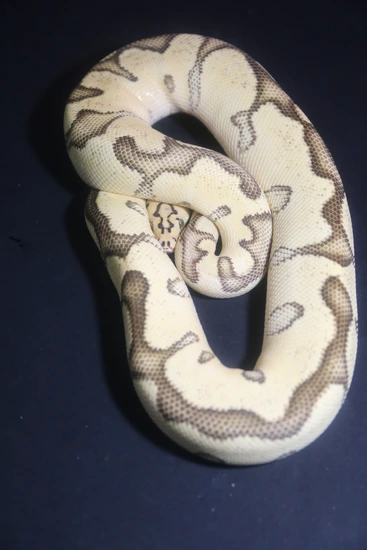 Ban,pas,enchi, Blade, Clown Ball Python by Chelsea Herps