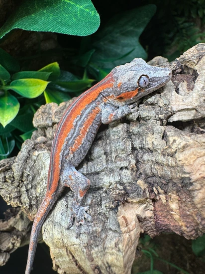 Red X Oreo Gargoyle Gecko by Mini Dinoz