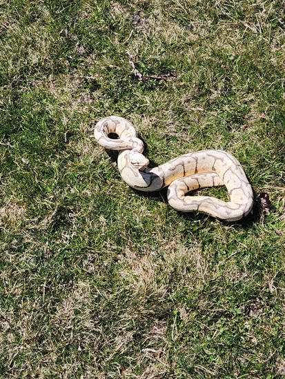 Killer Bee Ball Python by Giovanni's Pythons