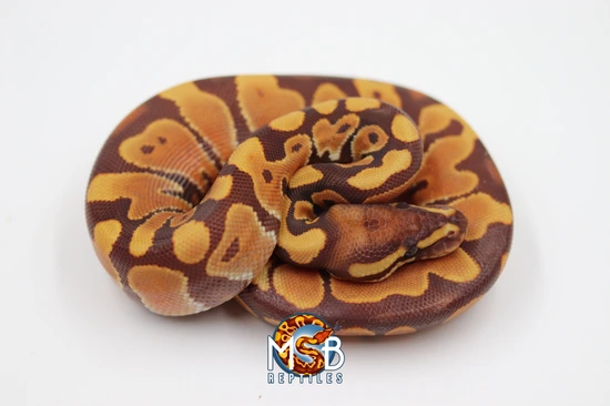 Monarch Ball Python by MSB Reptiles