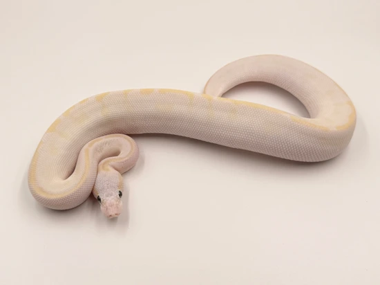 Lesser Mojave BEL Ball Python by MSB Reptiles