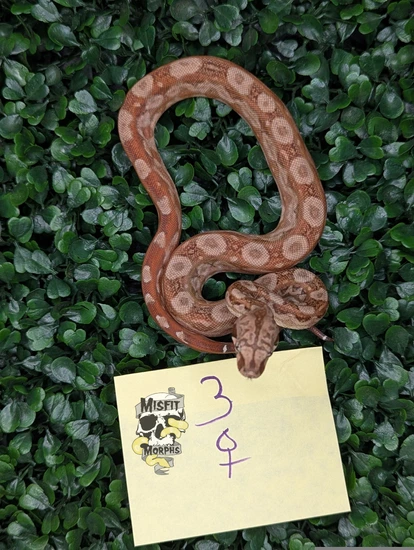 CA T+ Inca Female Boa Constrictor by Misfit Morphs