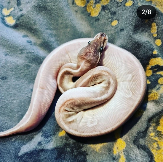 Purple Passion Ball Python by Cinny_Ballz