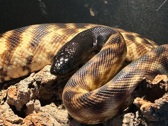 Black Headed Python Black-Headed Python by Mitch’s Reptiles