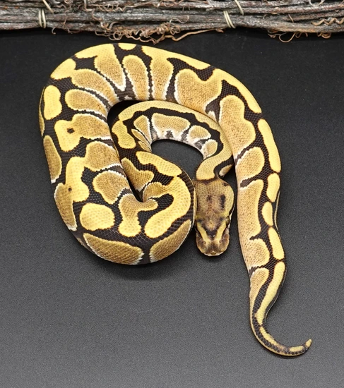 Red Stripe DG Ball Python by Prbreeders