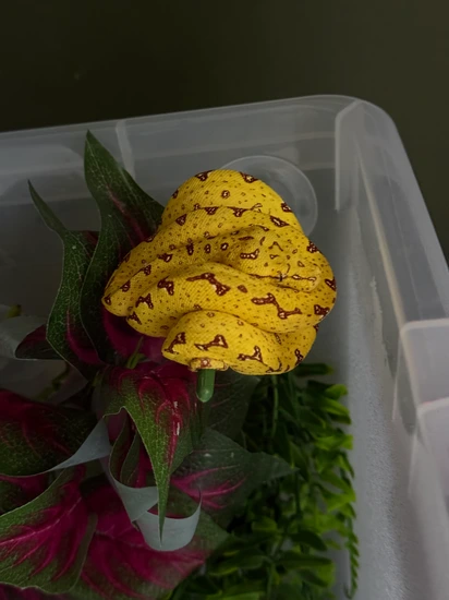 Green Tree Python by Mary’s Pythons