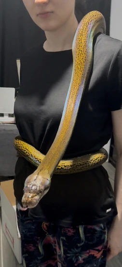 7ft Golden Child Reticulated Python by Mary’s Pythons