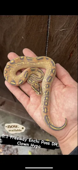 Freeway Enchi Poss Double Het Clown Hypo Ball Python by The Trap Exotics
