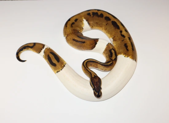 Pied Male Ball Python by Cold Blooded Mutations