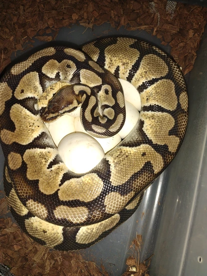 Pastel (Proven Breeder) Ball Python by Cold Blooded Mutations