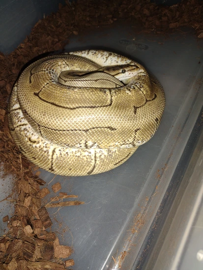 Spinner Mystic Possible Yellowbelly (Proven Breeder) Ball Python by ...