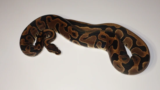 Proven Breeder Leopard 100% Het Hypo 50% Het Pied Ball Python by Cold ...