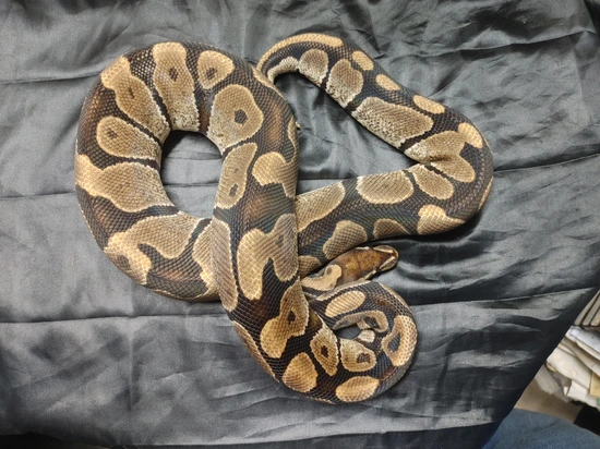 Blade Het Clown Ball Python by MK2 Exotics