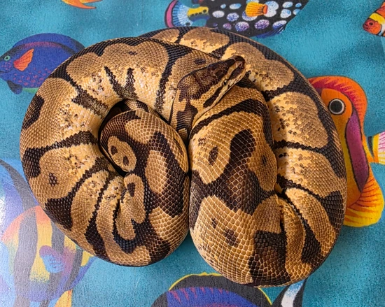 Pastel Enchi Het Candy Ball Python by MK2 Exotics
