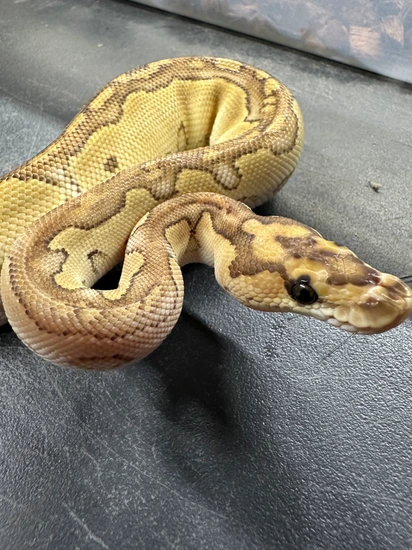 Pastel Lesser Clown Ball Python by CG Reptiles