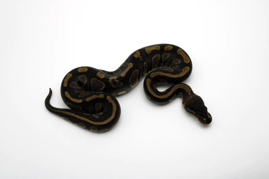 Copper 100% Het Piebald Ball Python by Mk-exotics