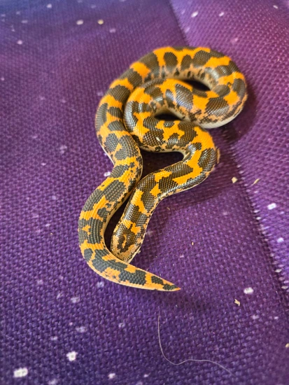 Normal Kenyan Sand Boa by Boas of Time