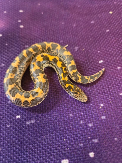Normal Male Kenyan Sand Boa by Boas of Time
