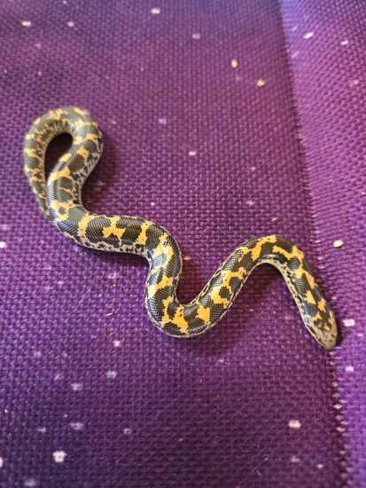 Normal Male Kenyan Sand Boa by Boas of Time