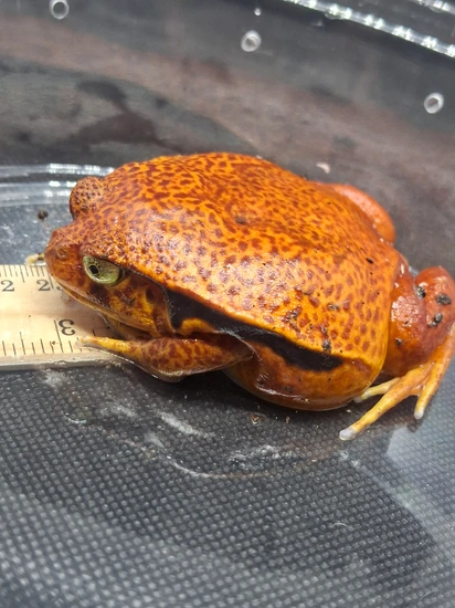 Adult Female Tomato Frog Other Frog by Michael Manoguerra Herps