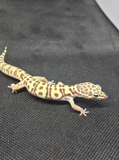 Western Banded Gecko by Michael Manoguerra Exotics