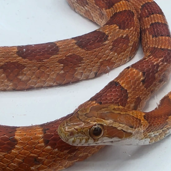 Het Amelanistic/Diffused/Lavender/Stripe/Sunkissed Corn Snake by ...