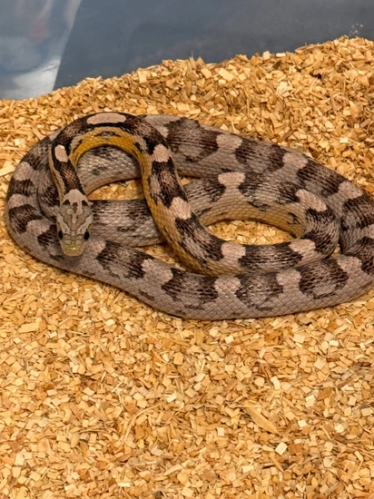 Anery Motley Red Factor Corn Snake by Mikes Motleys